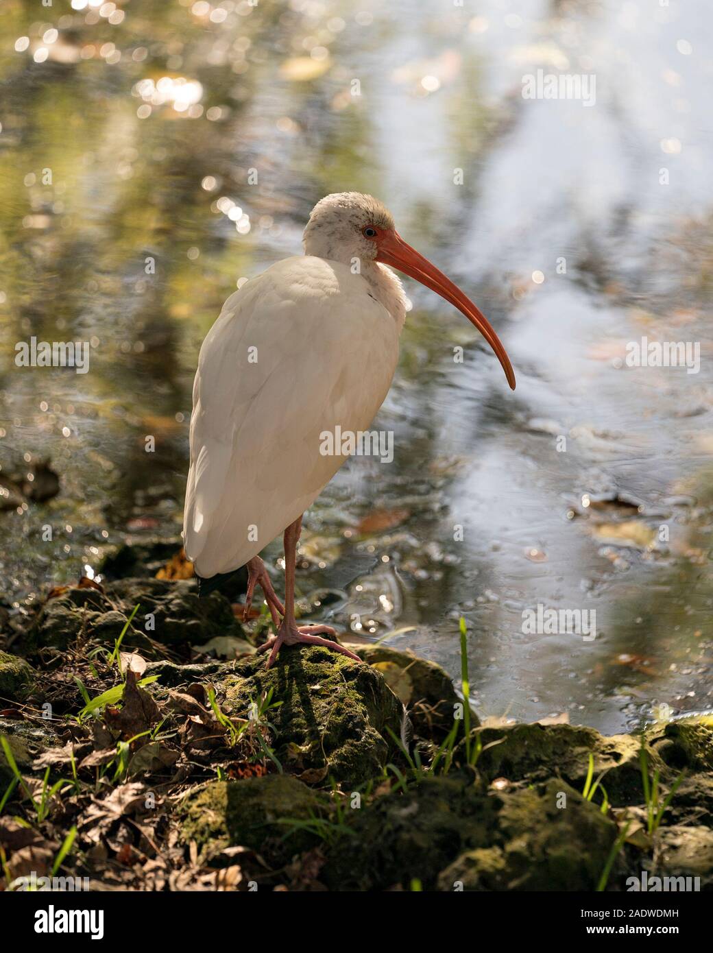 White Ibis bird close-up profile view in the water exposing its body ...
