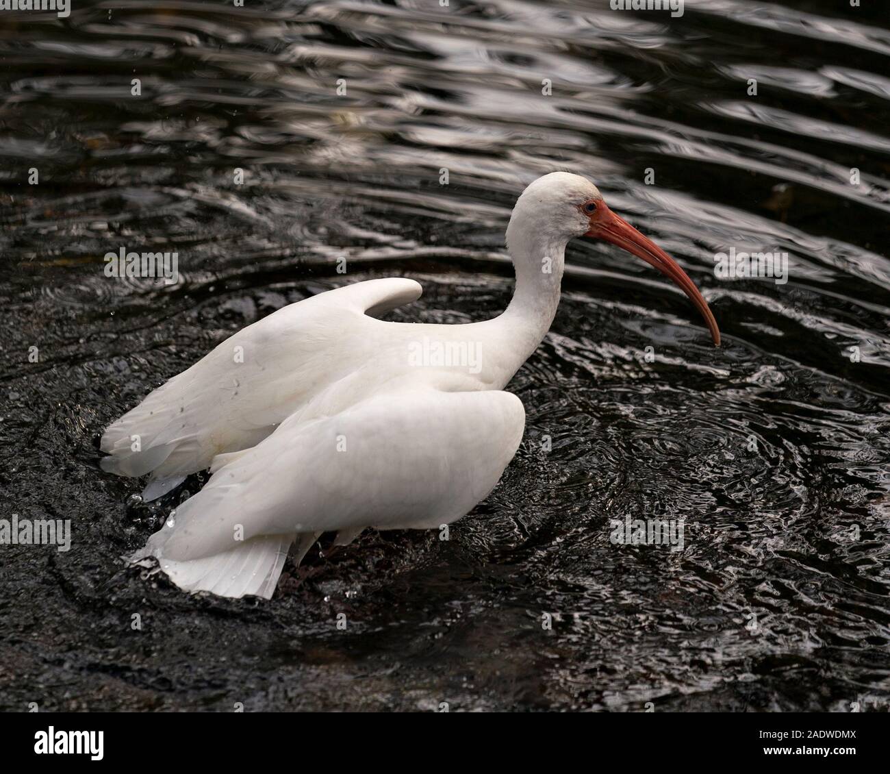 White Ibis bird close-up profile view in the water exposing its body ...