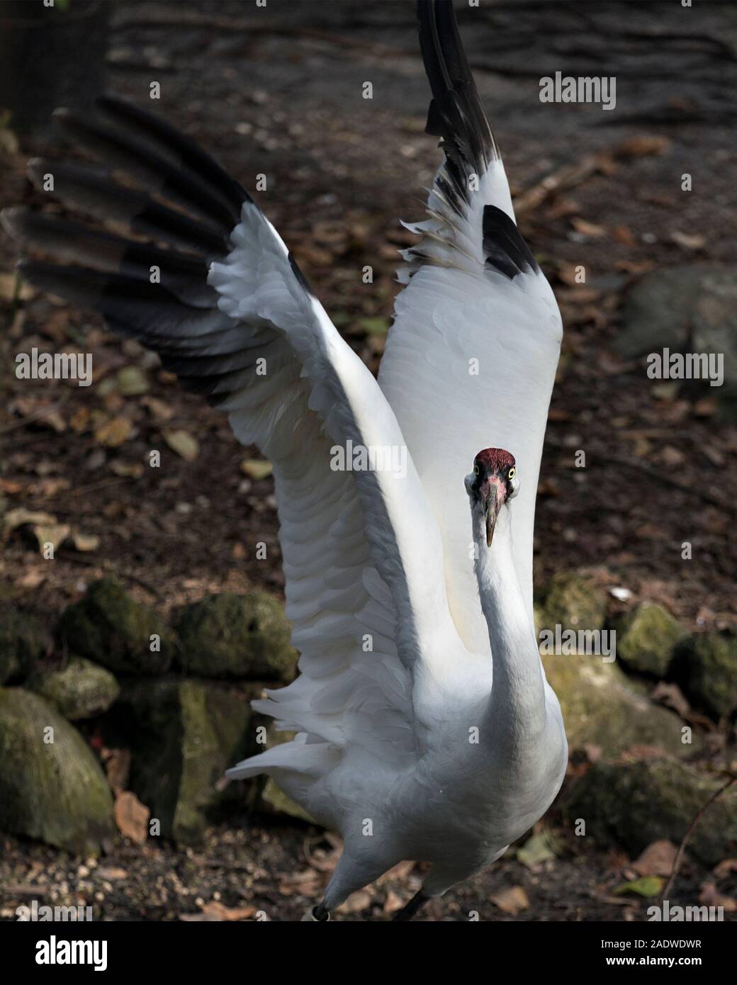 Whopping Crane bird close-up profile view with spread wings with ...