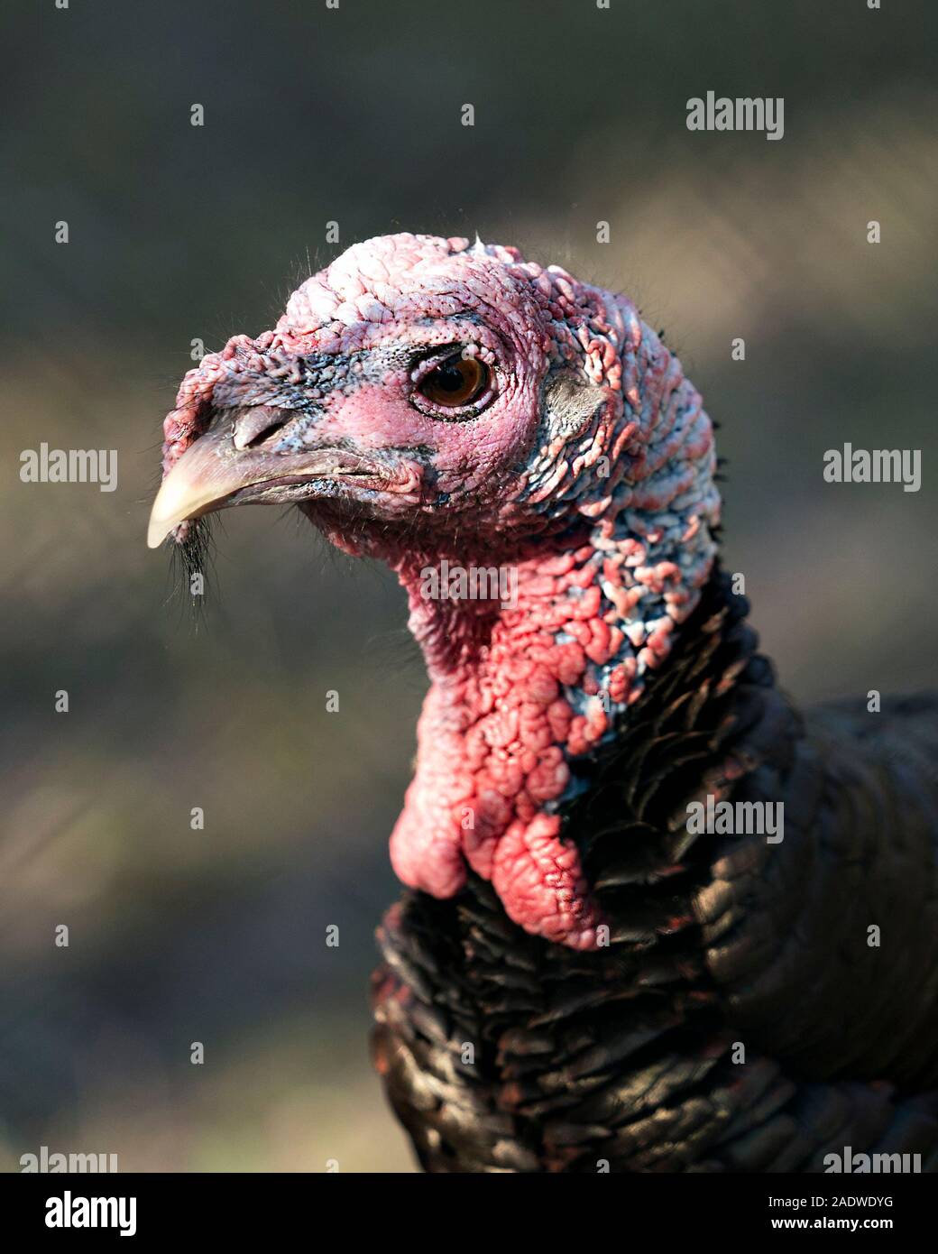 Wild turkey head close-up profile view with bokeh background in its ...