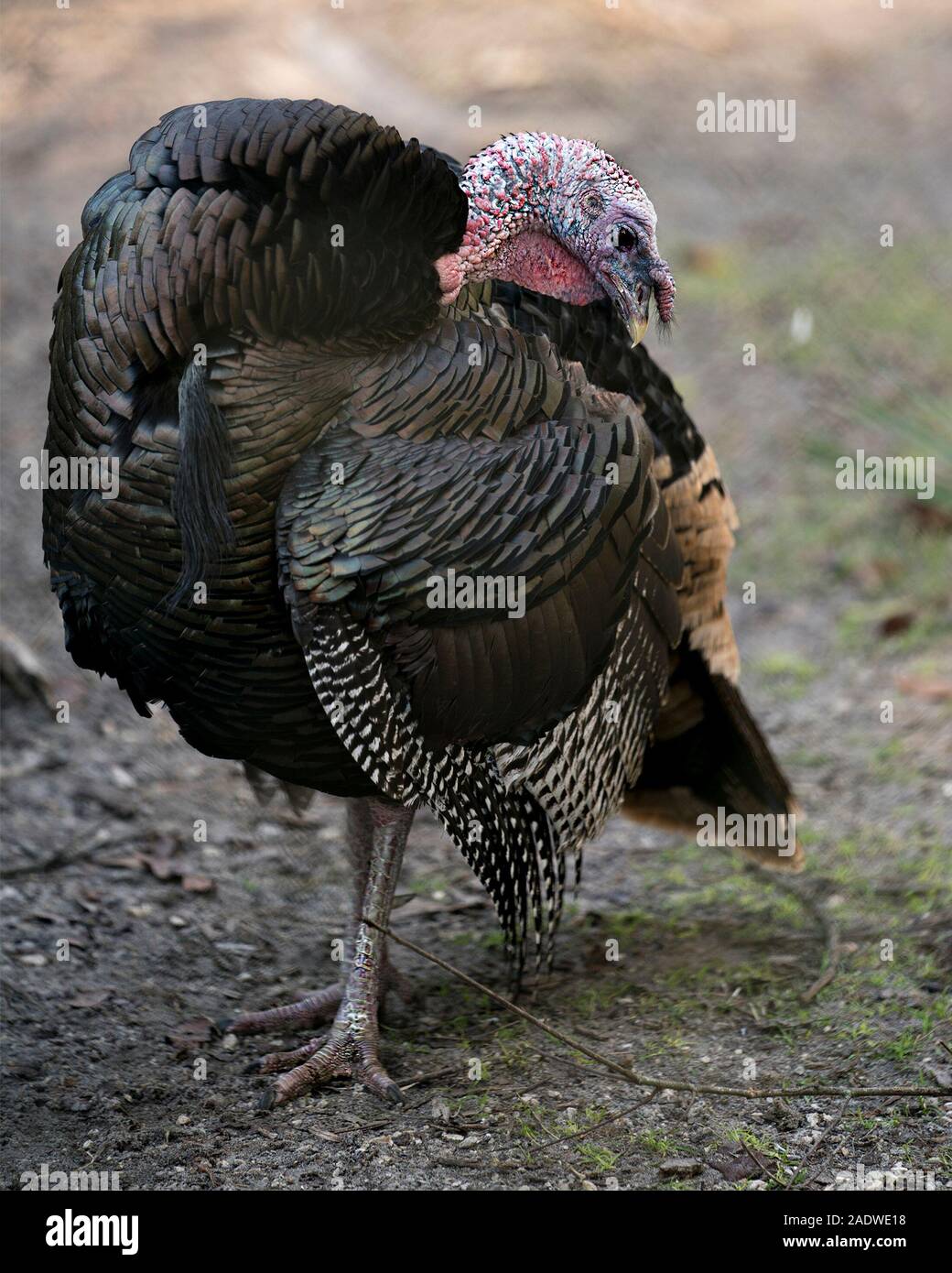 Wild turkey close-up profile view in its environment and surrounding ...