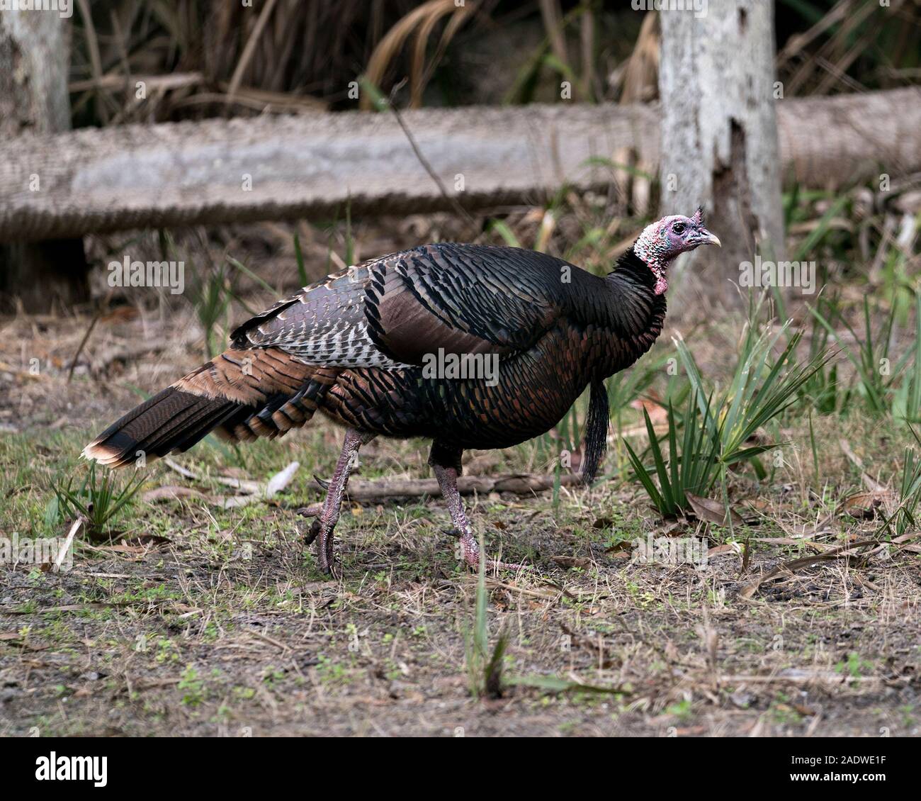 Wild turkey close-up profile view in its environment and surrounding ...