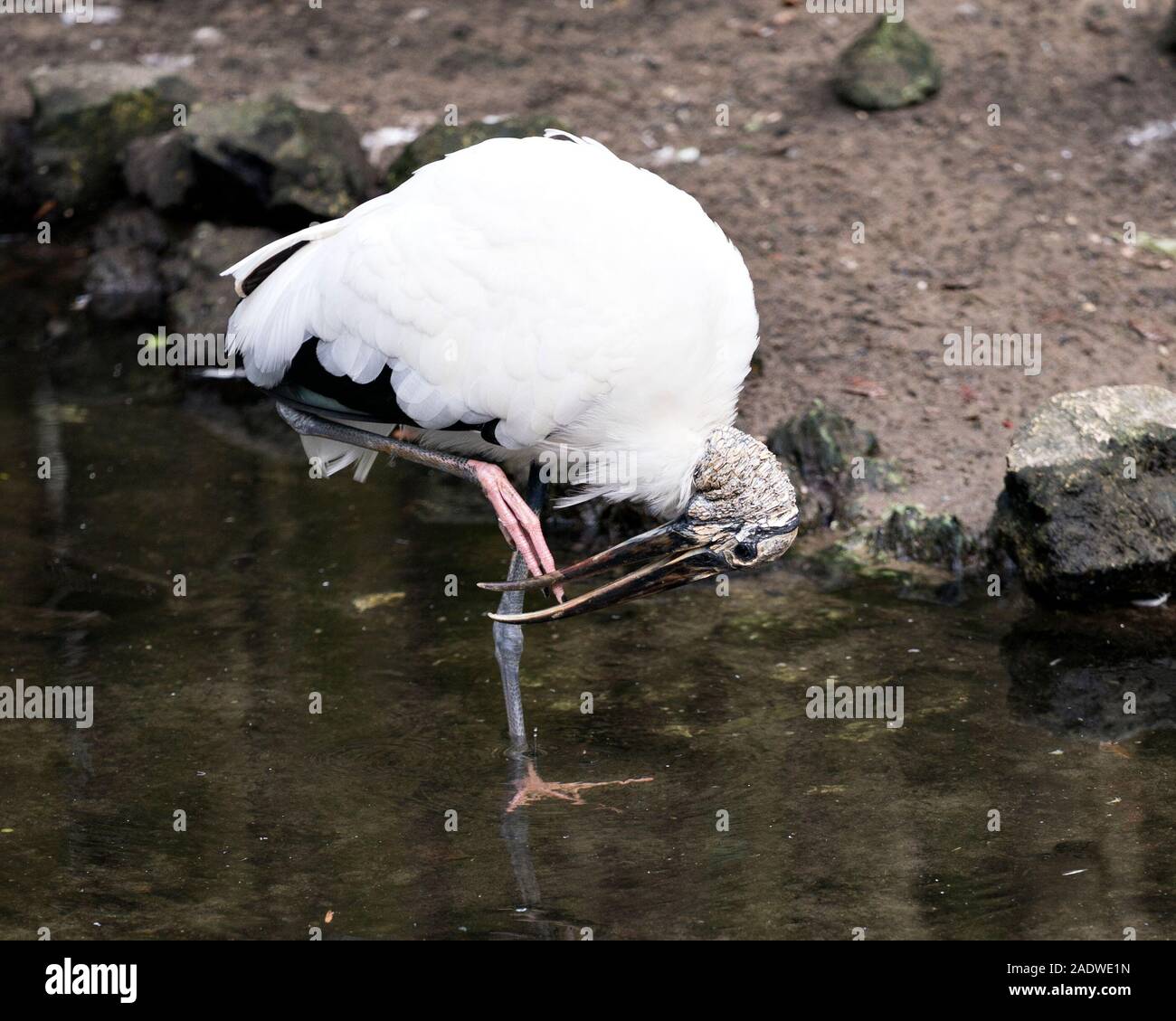 Wood stork bird close-up profile view in cleaning its beck with its ...