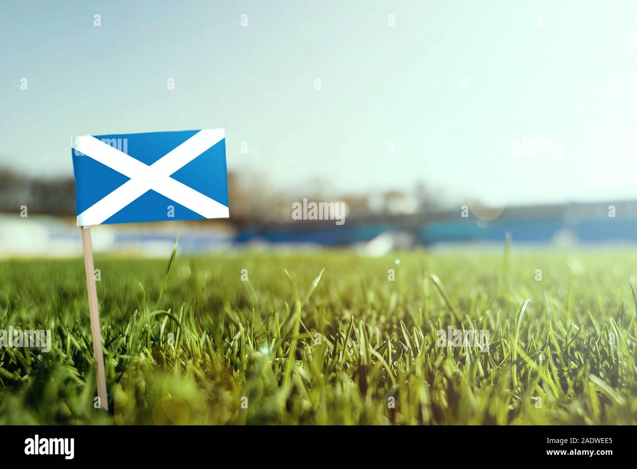 Miniature stick Scotland flag on green grass, close up sunny field ...