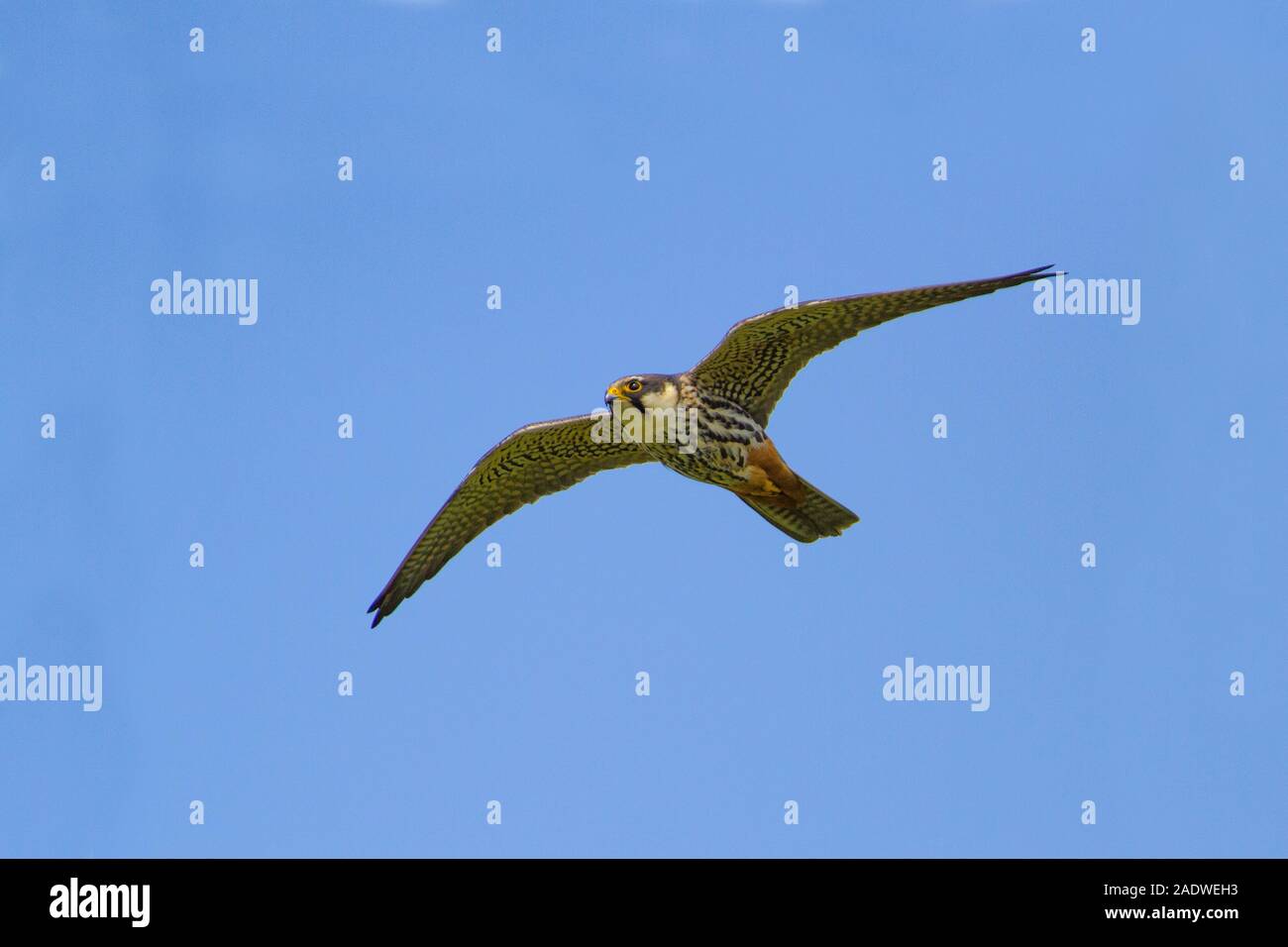 Hobby in Flight, Falco subbuteo, Oxfordshire, UK Stock Photo - Alamy