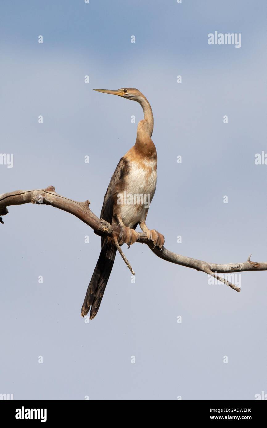 Juvenile African Darter, Anhinga rufa, The Gambia, West Africa Stock ...