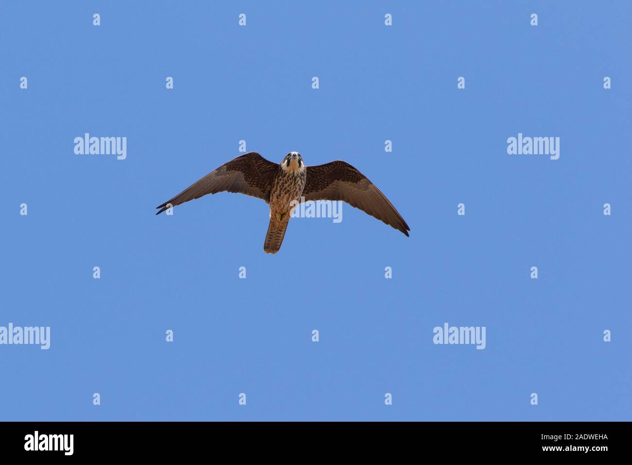 Eleanoras falcon hi-res stock photography and images - Alamy