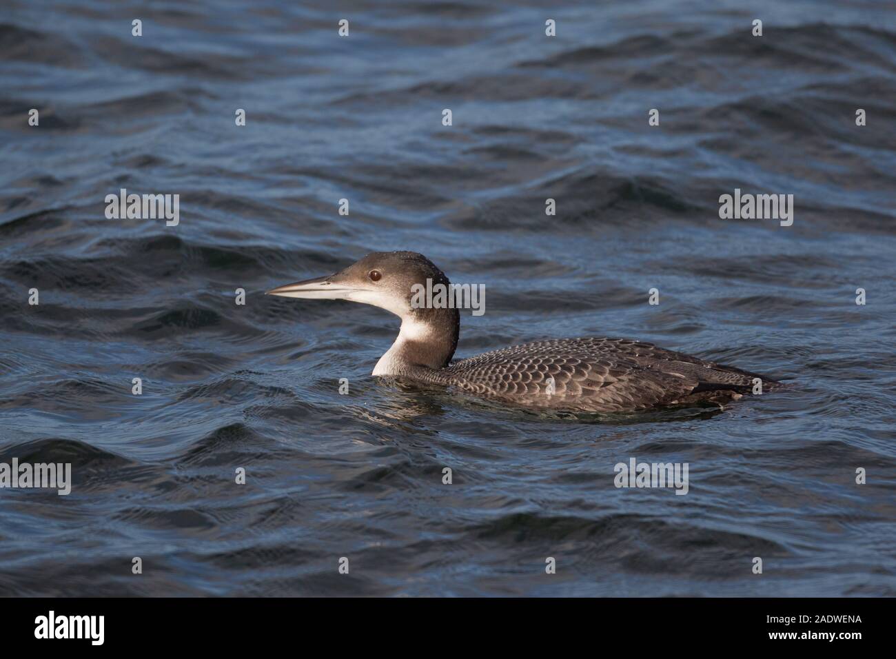 Great Northern Diver, Gavia immer, Oxfordshire, UK Stock Photo - Alamy