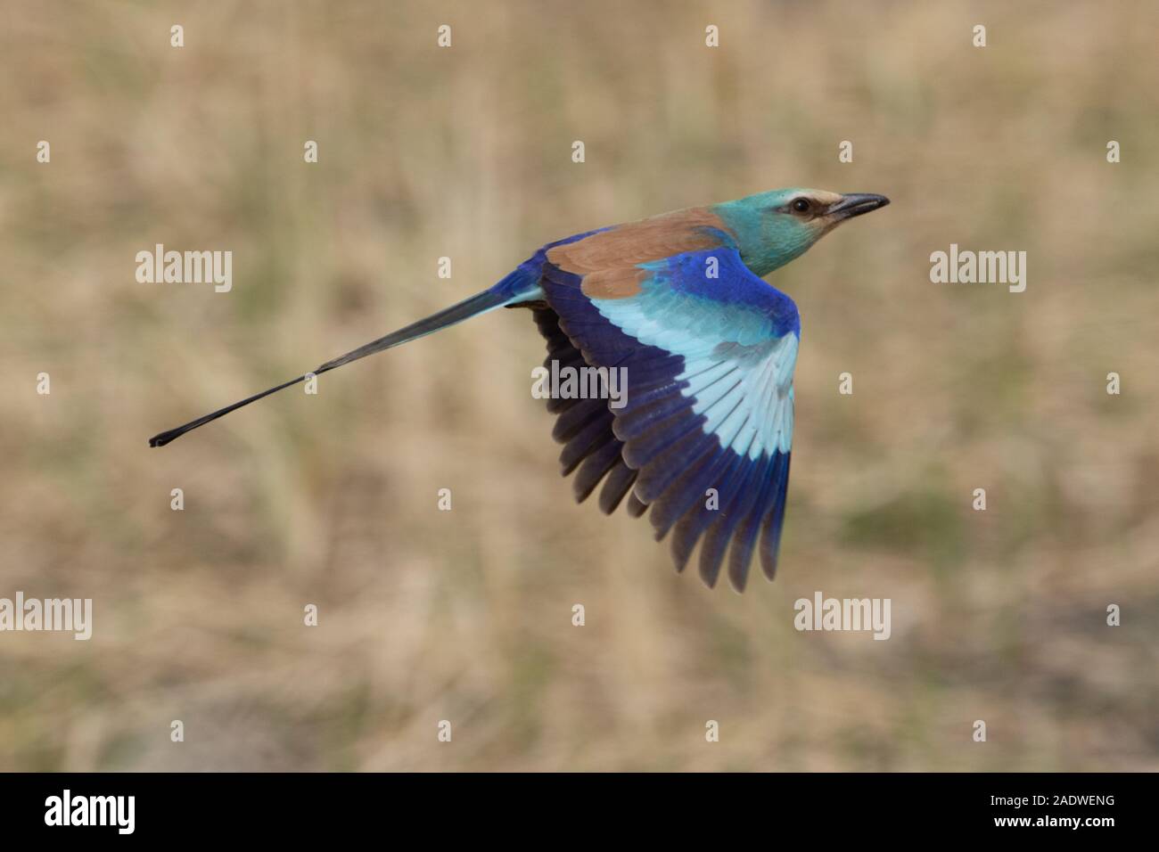 Abyssinian roller coracias abyssinicus hi-res stock photography and ...