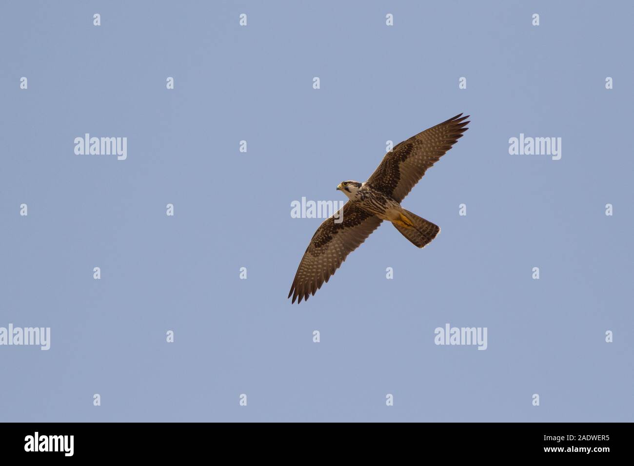 Eleanora's Falcon in flight, Falco eleonorae, mallorca, Spain Stock ...