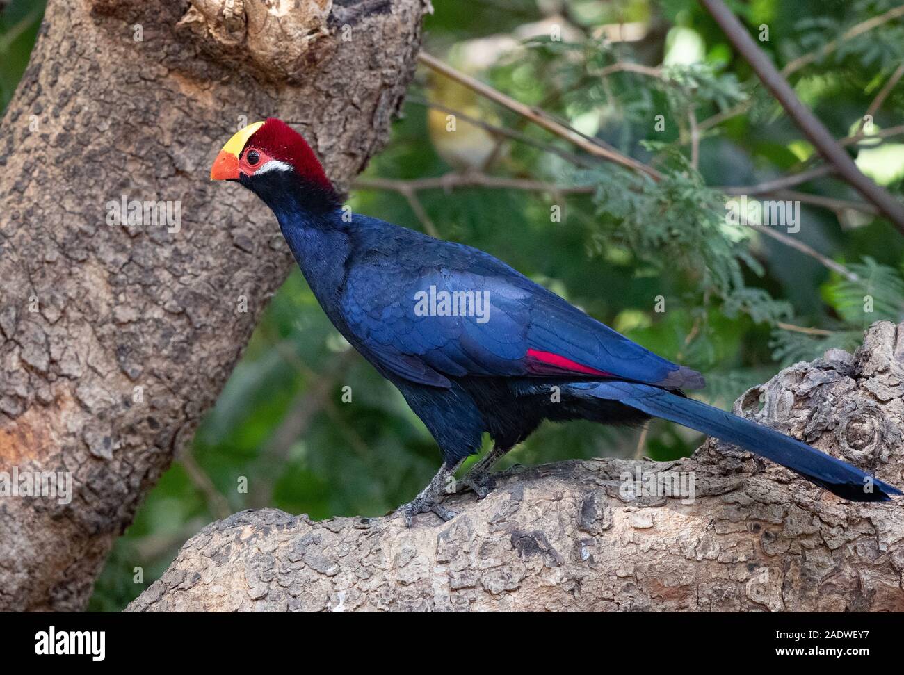 Violet Turaco, Musophaga violace, Marakissa River Camp, The Gambia ...