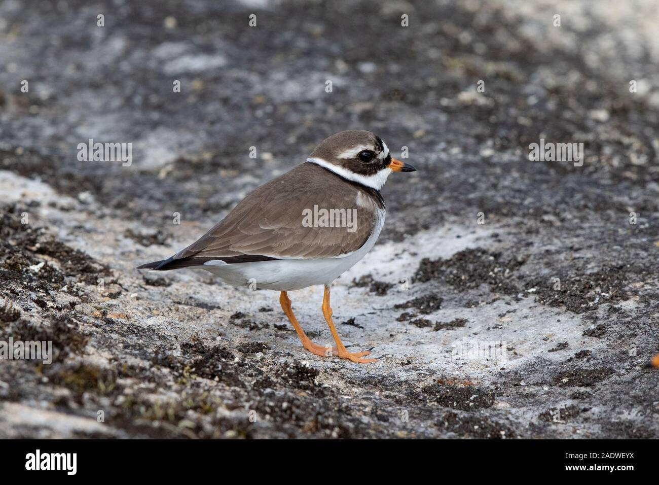 Ringed Plover, Charadrius hiaticula, Farmoor Reservoir, Oxfordshire, UK ...