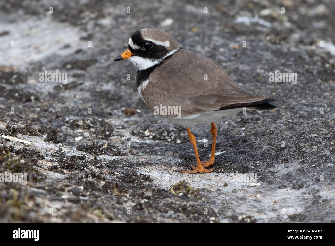 Ringed Plover, Charadrius hiaticula, Farmoor Reservoir, Oxfordshire, UK ...