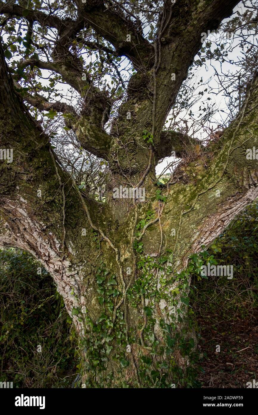 Gnarled tree hi-res stock photography and images - Alamy