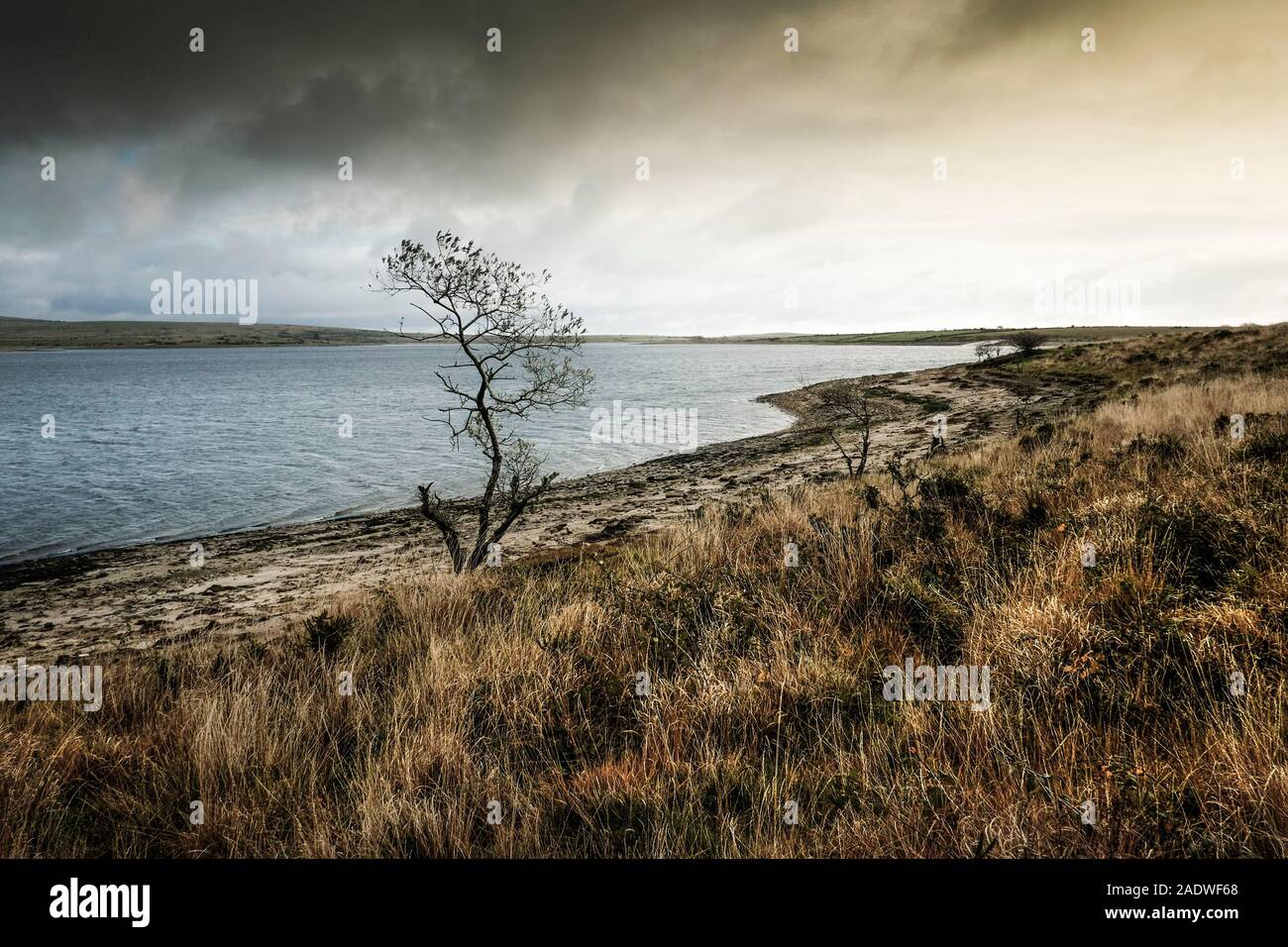 A spindly tree growing at a windswept Colliford Lake on Bodmin Moor in ...
