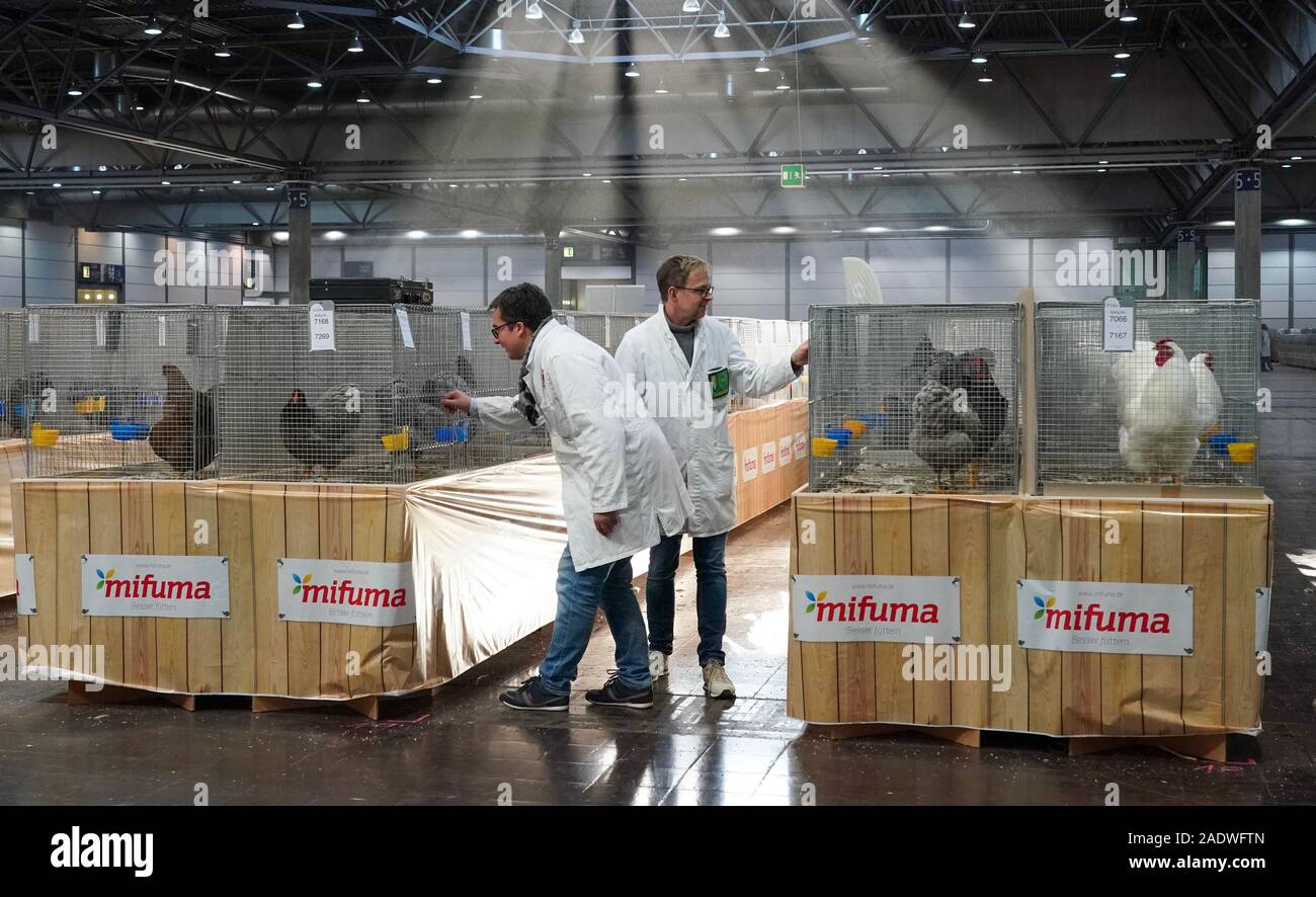 Poultry breeder hi-res stock photography and images - Alamy