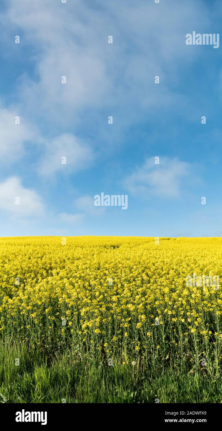 Yellow rapeseed field and blue sky with white clouds, Skane, Sweden ...