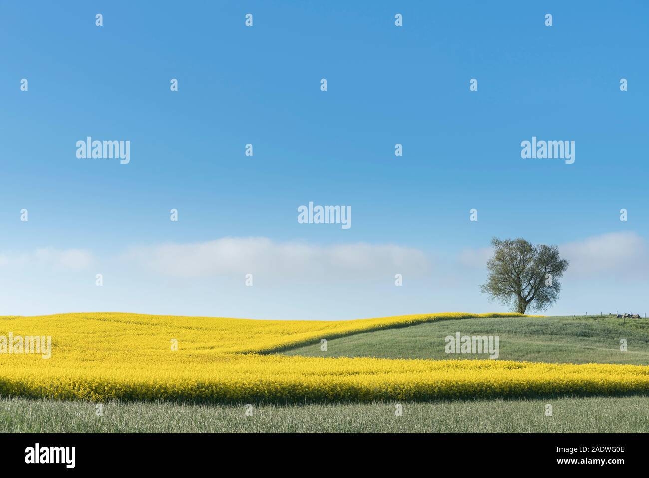 Yellow rapeseed field with lonely tree in vast landscape, Skane, Sweden ...