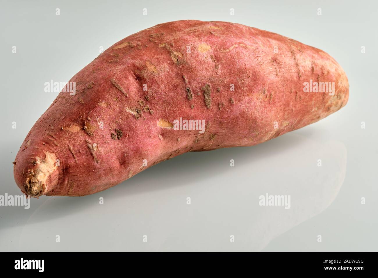 Closeup of one sweet potatoe lying isolated on a white glass background ...