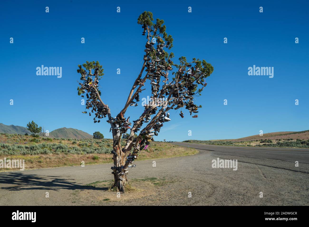 Shoe Tree at Hallelujah Junction on Highway 395, California Stock Photo ...