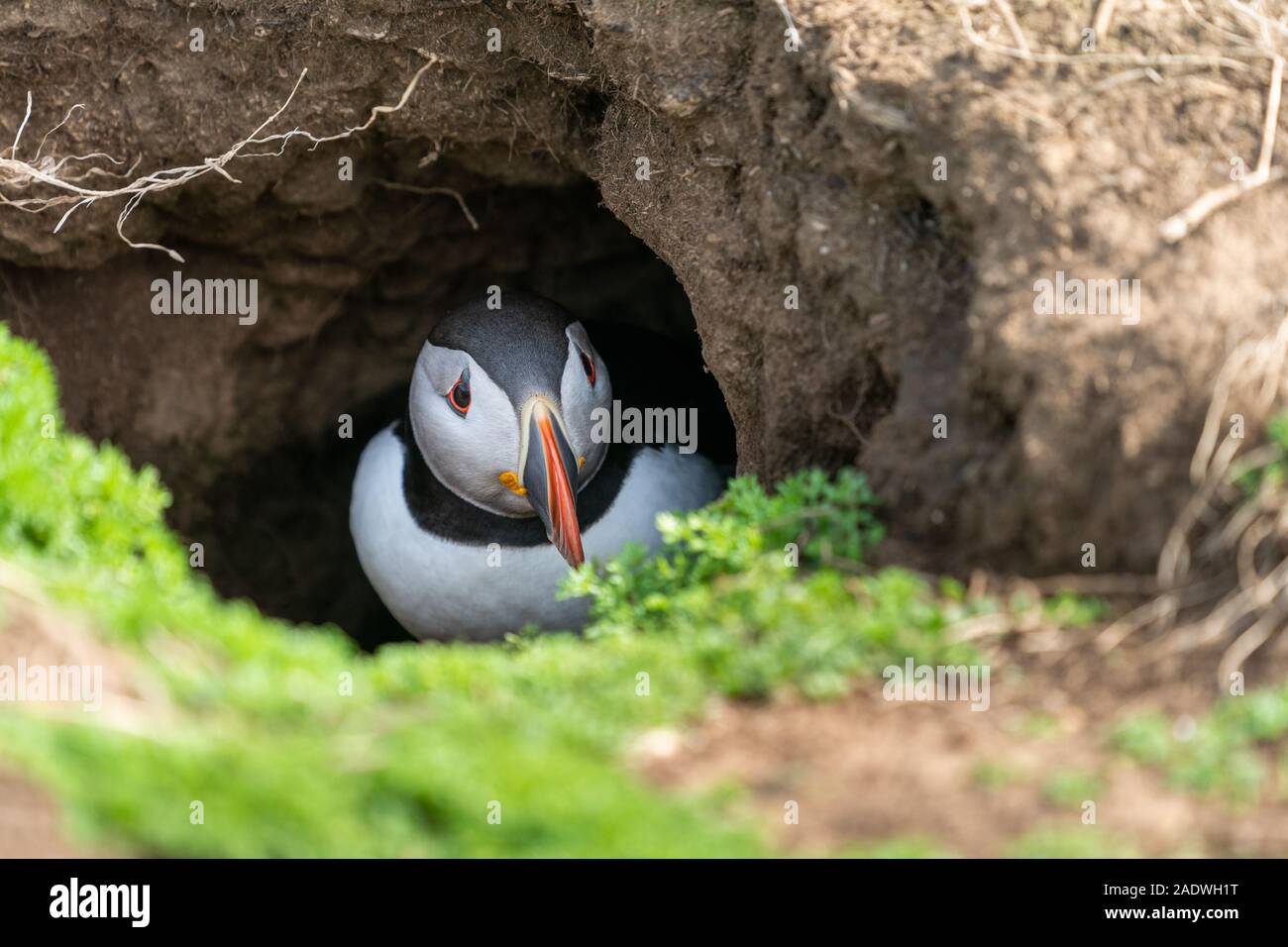 Puffin in burrow on Skomer Island Stock Photo - Alamy