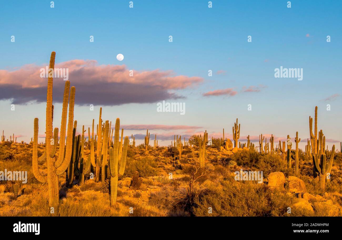 Arizona sunset cactus hi-res stock photography and images - Alamy