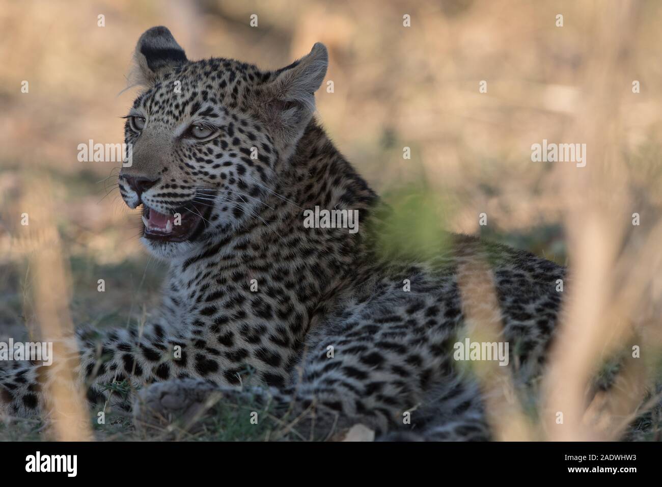 Baby leopard hi-res stock photography and images - Alamy