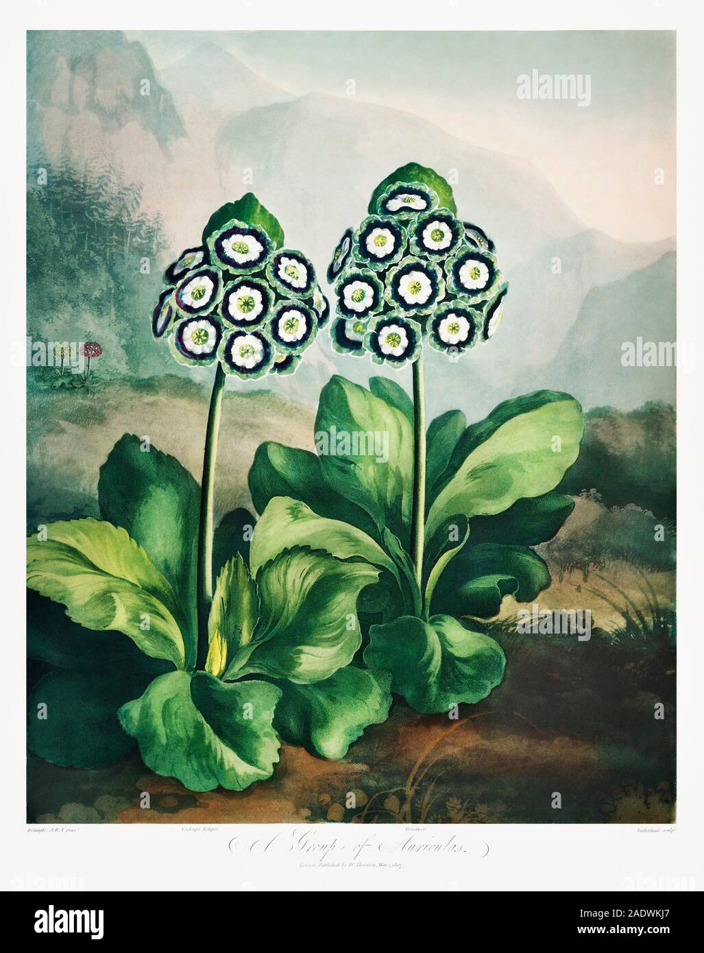 Flower auriculas hi-res stock photography and images - Alamy