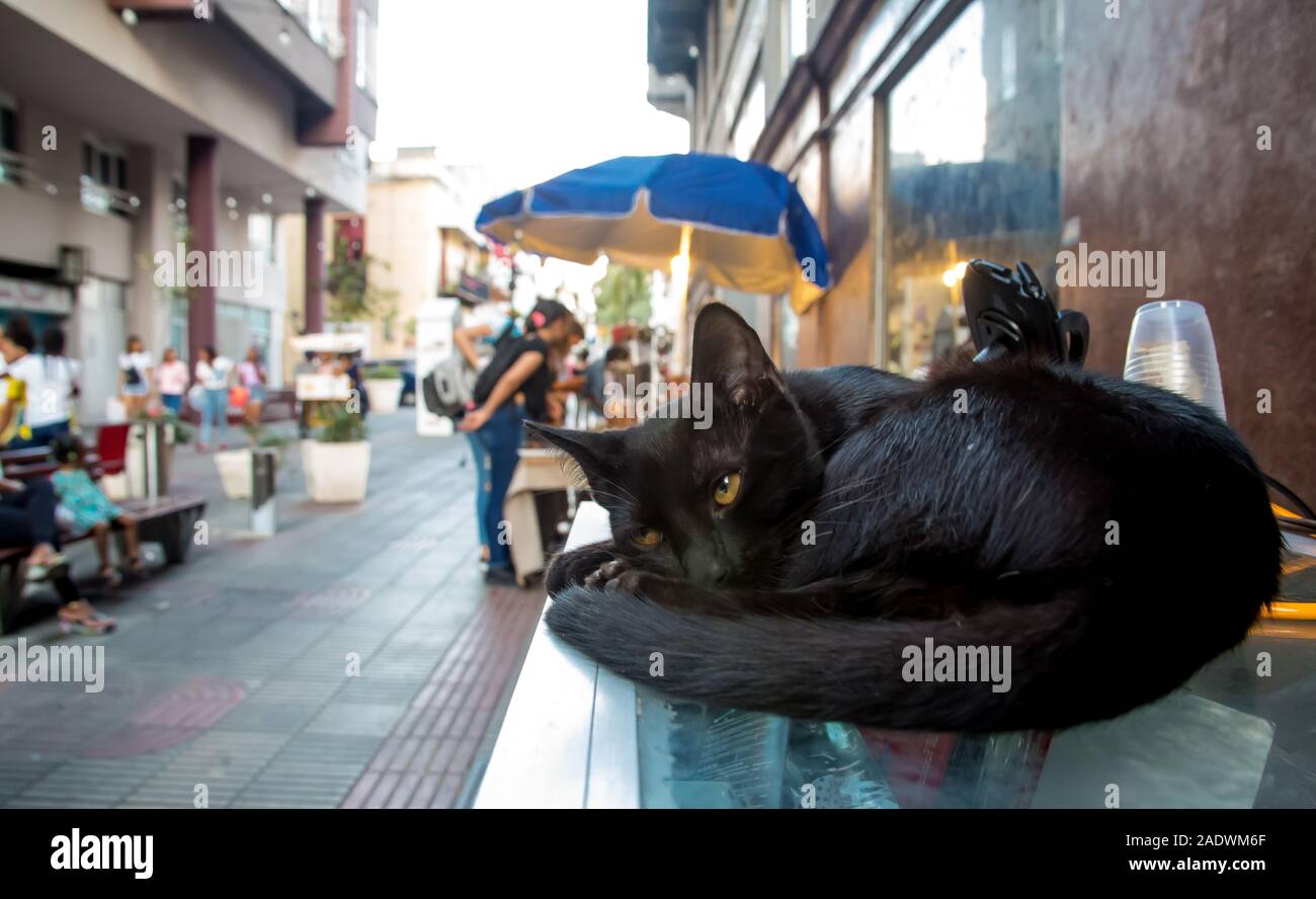dramatic image of black cat resting and sleeping outside in an open ...