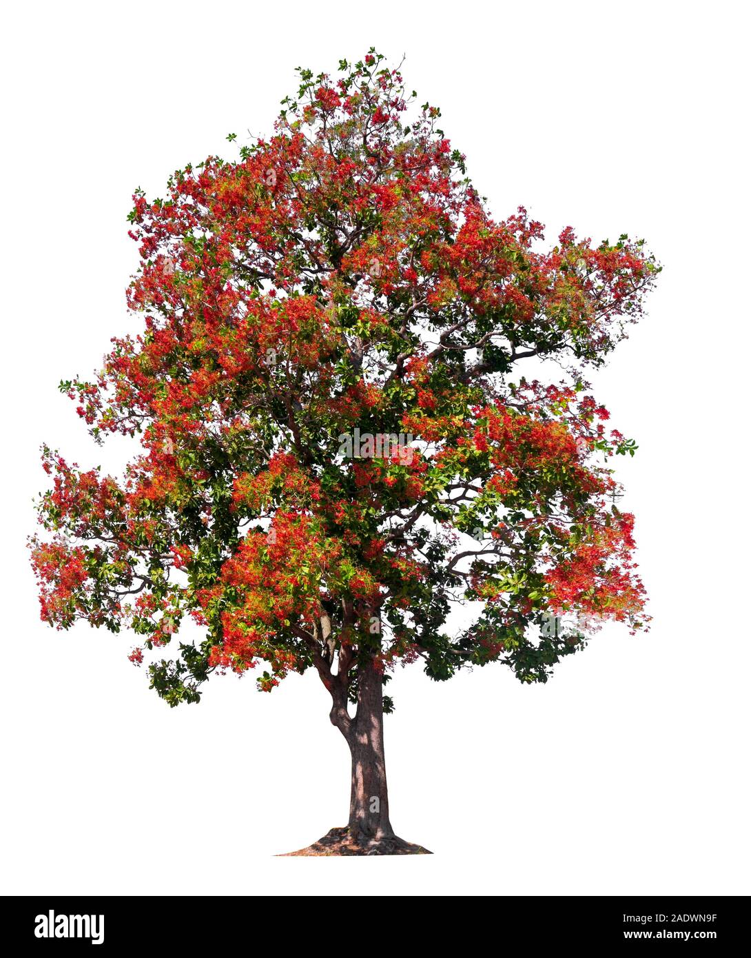isolated tree with red flower on white background with clipping path ...