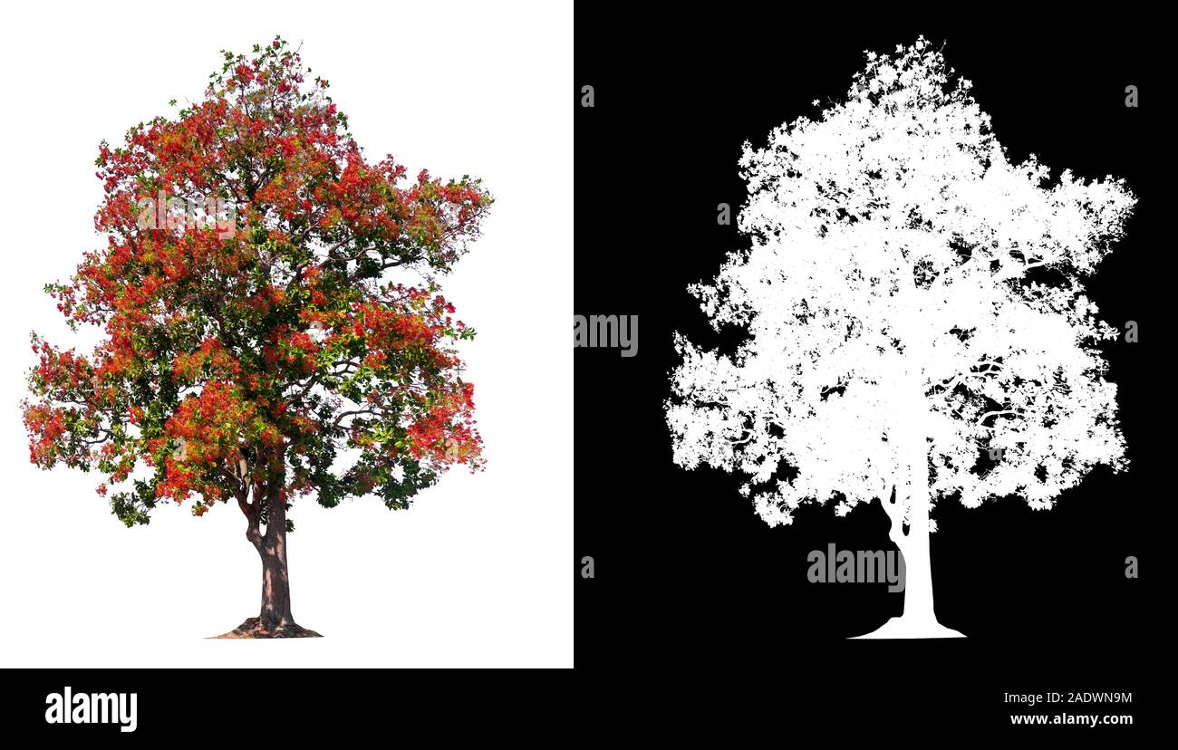 isolated tree with red flower on white background with clipping path ...