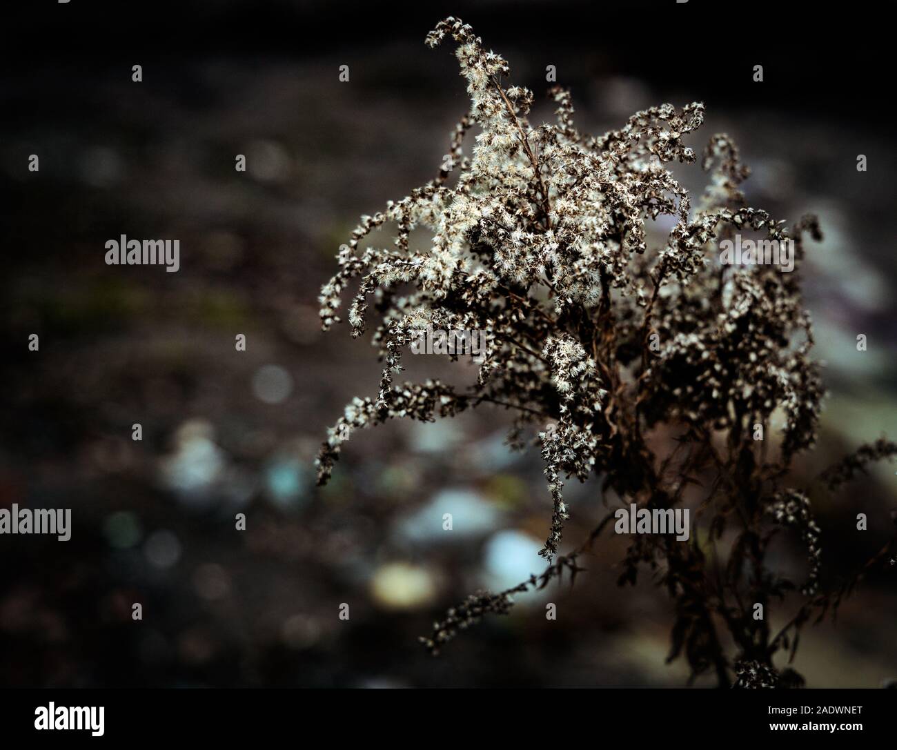 Withered flower hi-res stock photography and images - Alamy