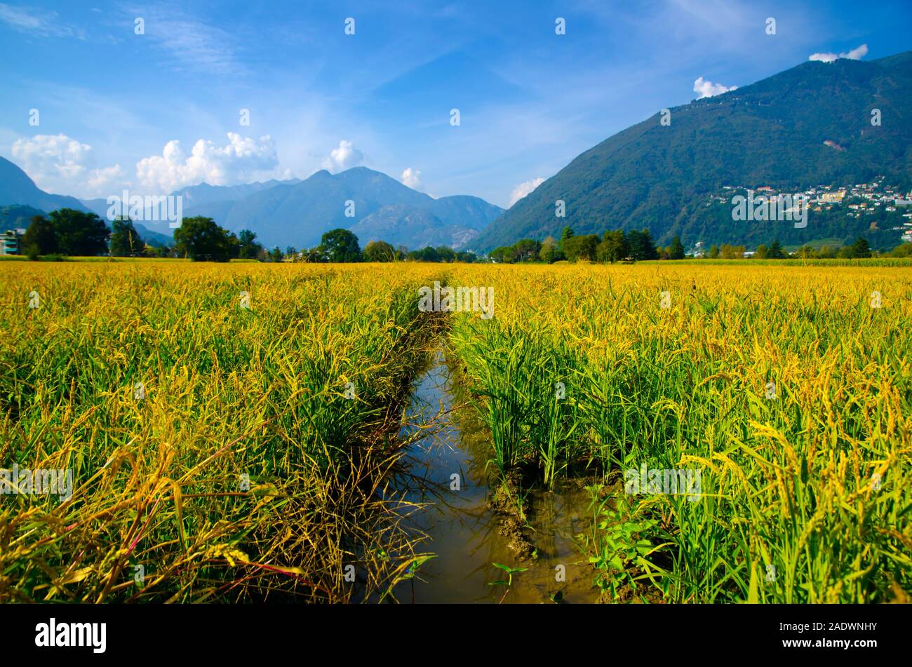 Rice Field with Mountain in Switzerland Stock Photo - Alamy