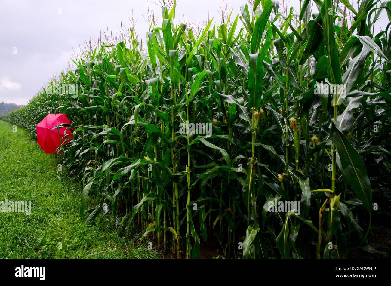 Red Umbrella in a Corn Field Stock Photo - Alamy