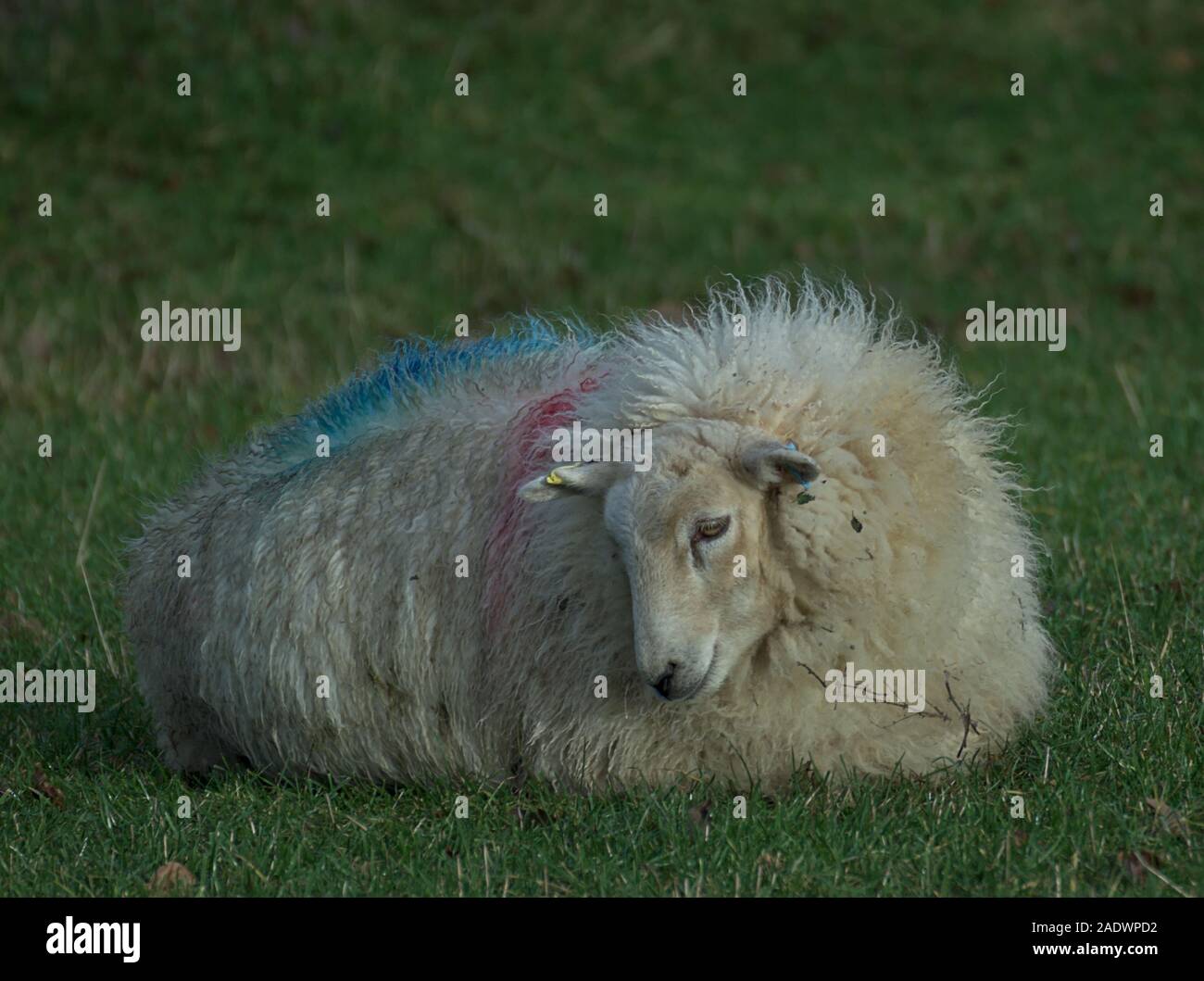 Aries field floor hi-res stock photography and images - Alamy