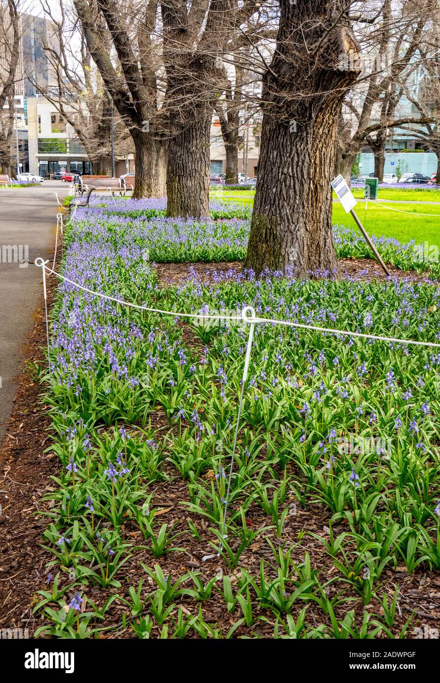 Australian bluebell flower hi-res stock photography and images - Alamy