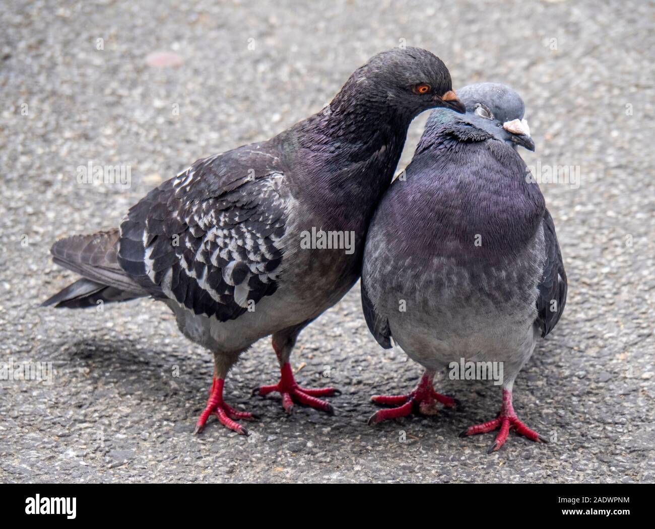 Two pigeons on the pavement Stock Photo - Alamy