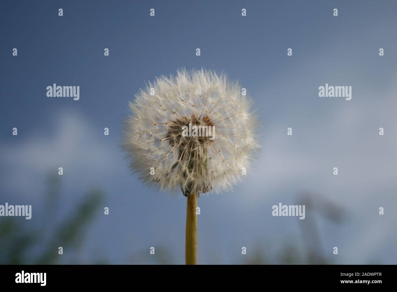 British weeds hi-res stock photography and images - Alamy