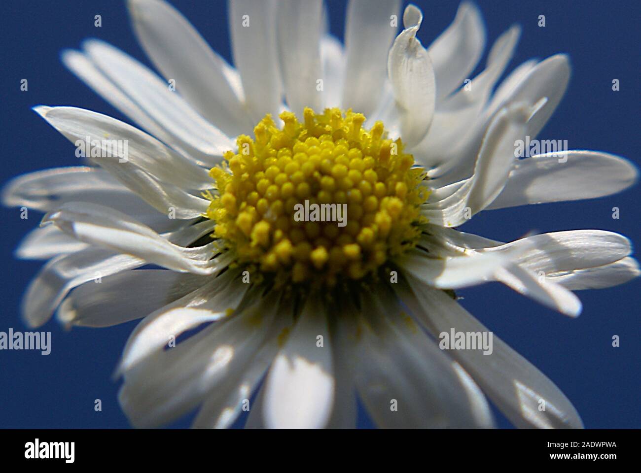 English country garden flowers hi-res stock photography and images - Alamy