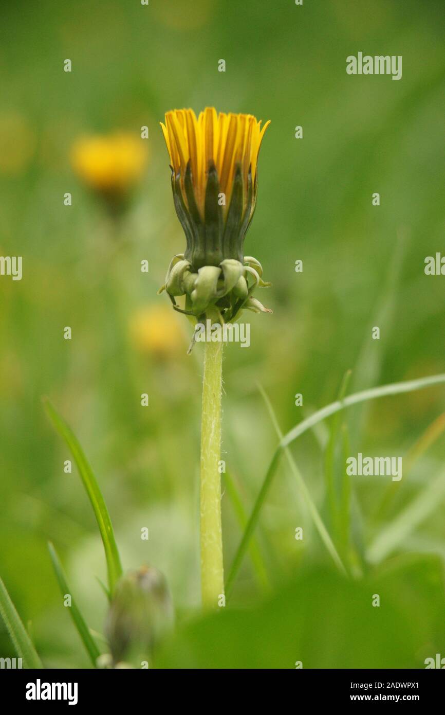 British weeds hi-res stock photography and images - Alamy