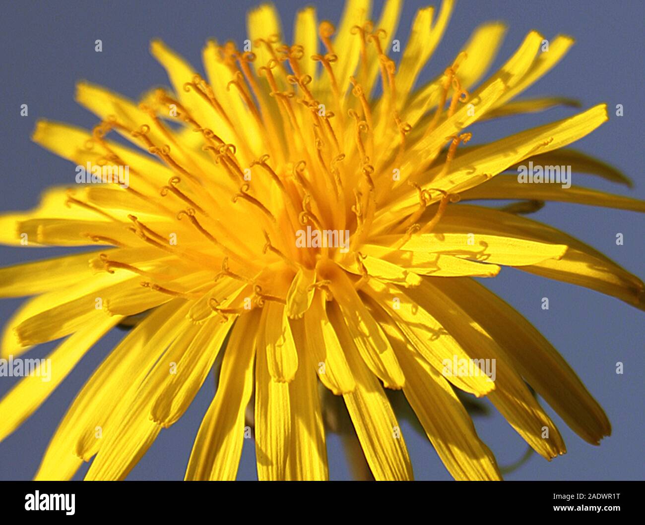 Wildflower garden chelsea hi-res stock photography and images - Alamy