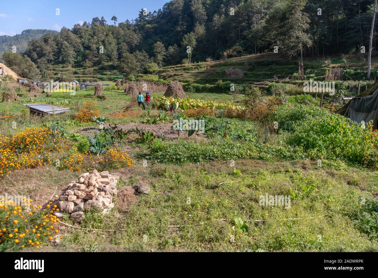 Permaculture Farm in Rural Nepal Stock Photo - Alamy
