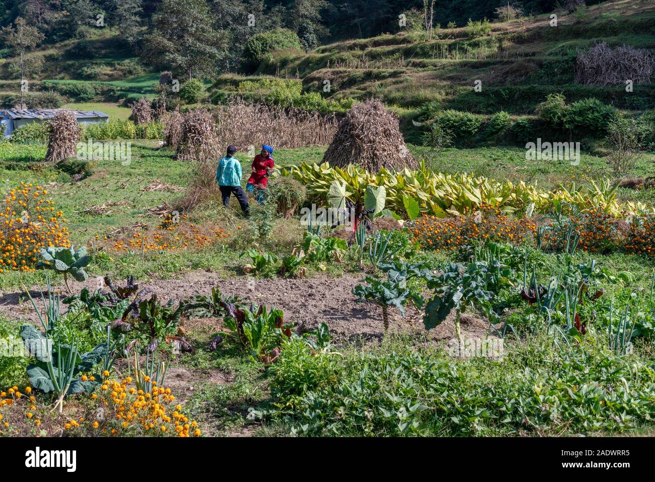 Permaculture Farm in Rural Nepal Stock Photo - Alamy