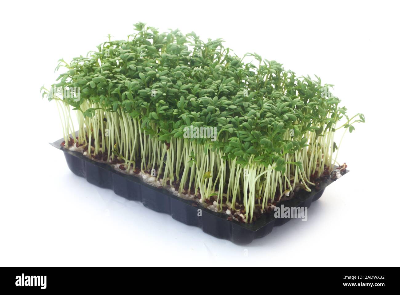 Garden Cress In A Plastic Tray Isolated On White Stock Photo - Alamy