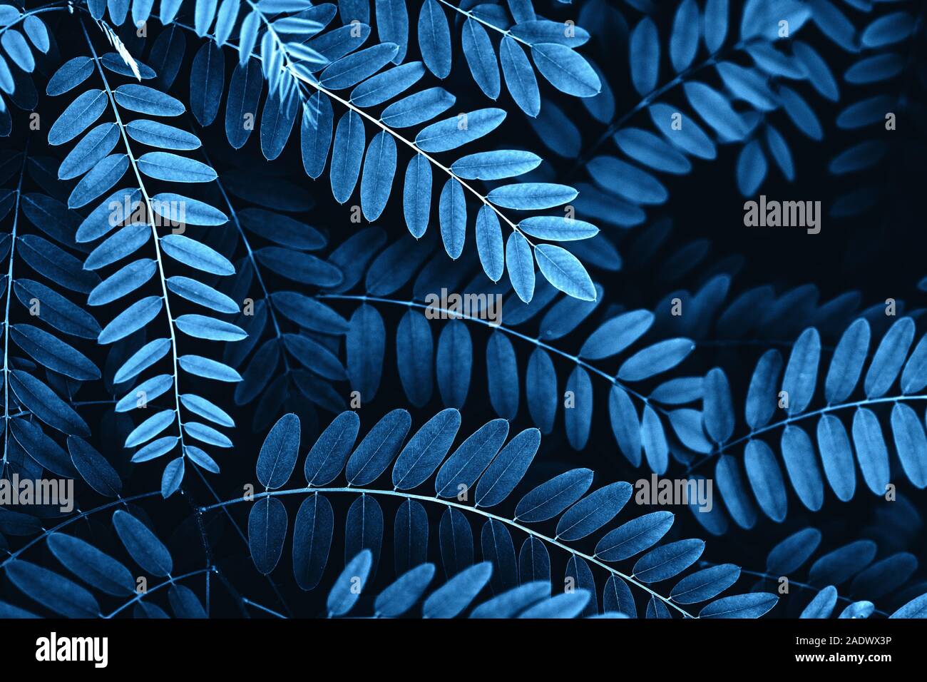 Acacia Detail Leaves Stock Photos & Acacia Detail Leaves Stock Images ...