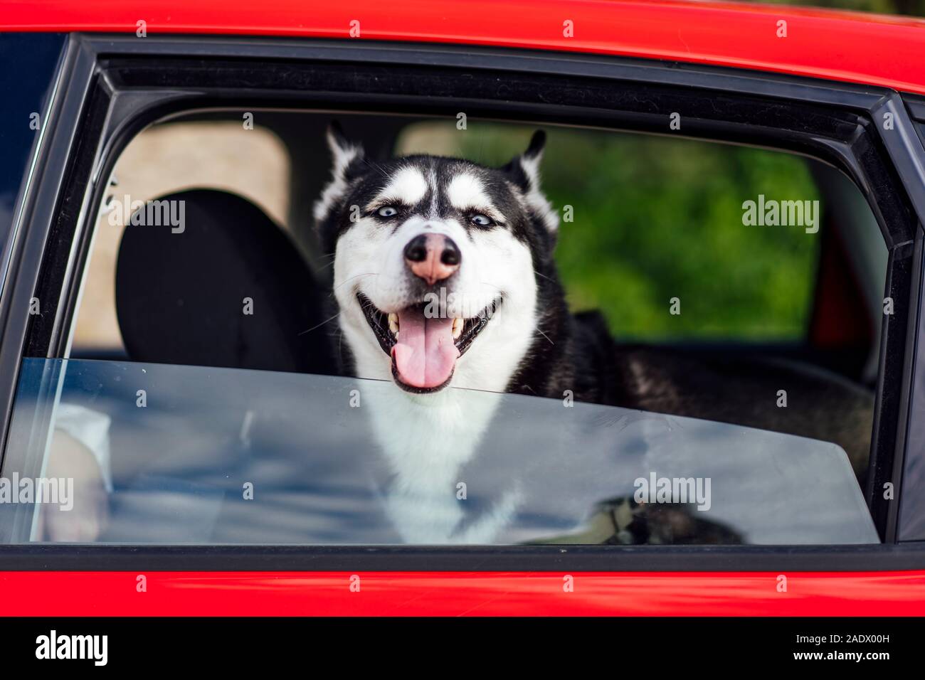 Siberian husky dog peeking out of vehicle window Stock Photo - Alamy