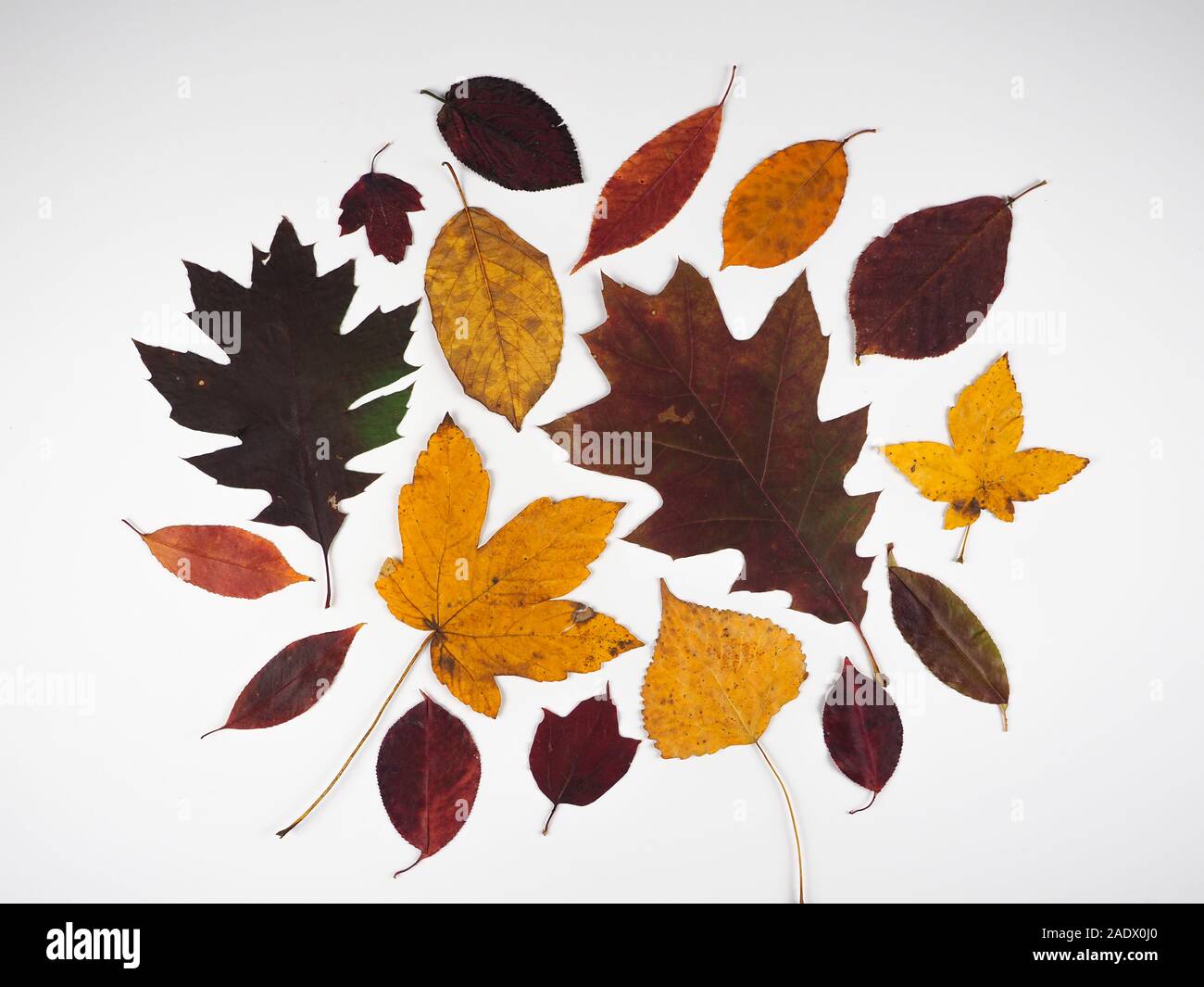 Different kinds of plant leaves hi-res stock photography and images - Alamy