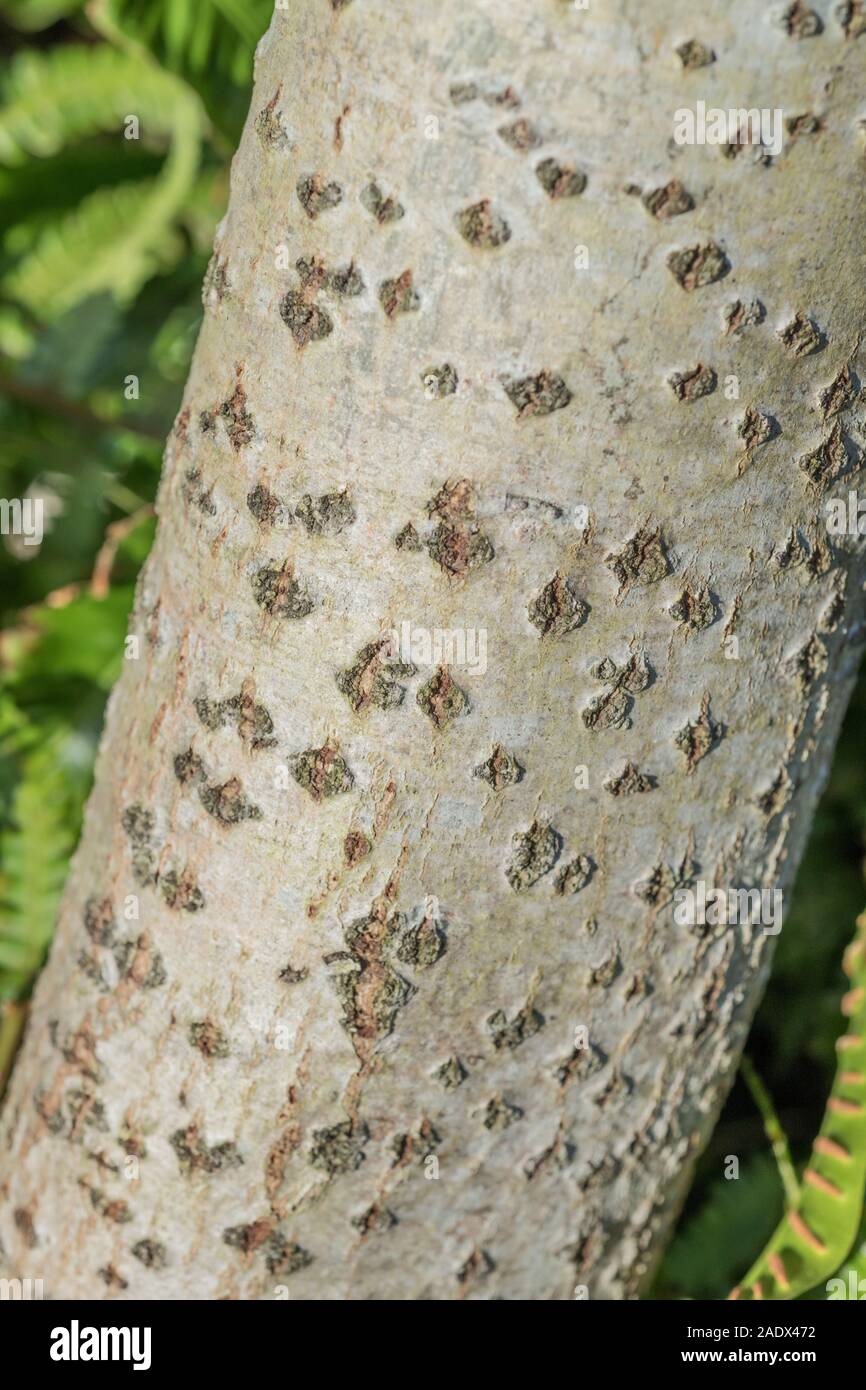 White Poplar / Populus alba bark age sequence. Prefers moist ground ...