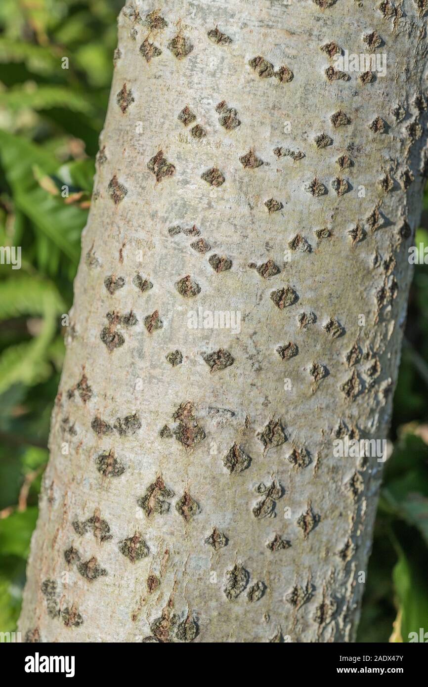 White Poplar / Populus alba bark age sequence. Prefers moist ground ...