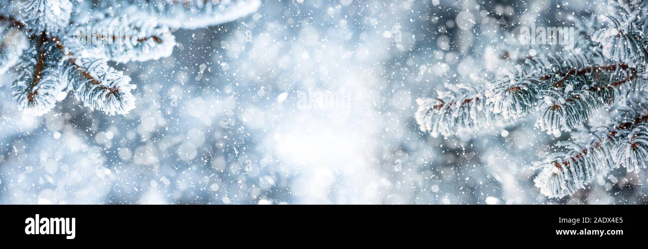 Pine tree branches covered frost in snowy atmosphere. Winter panoramic ...